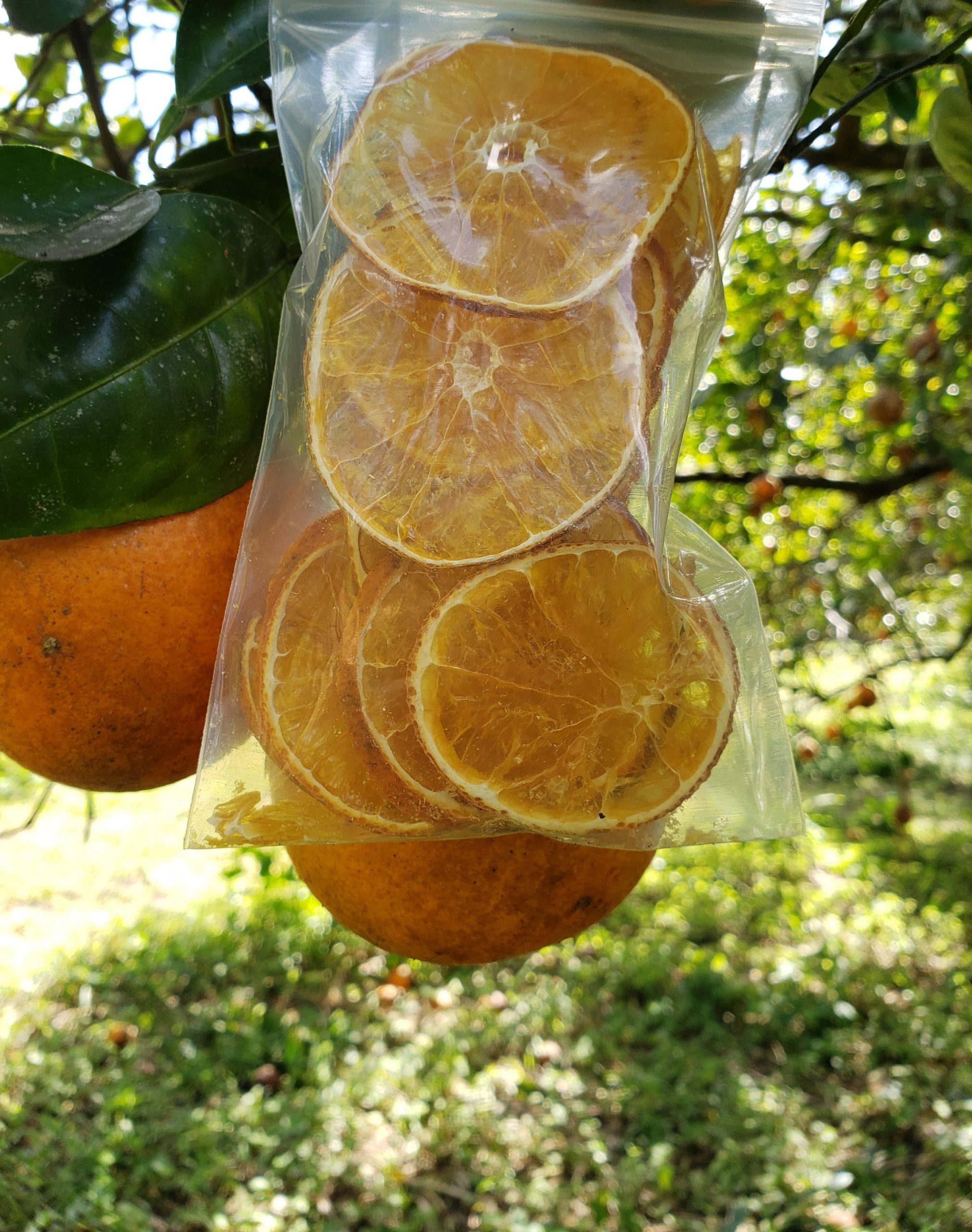 Dried Citrus – 12 Seasons Farm